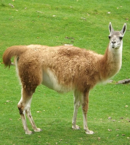 Guanako és vikunya | delina.hu