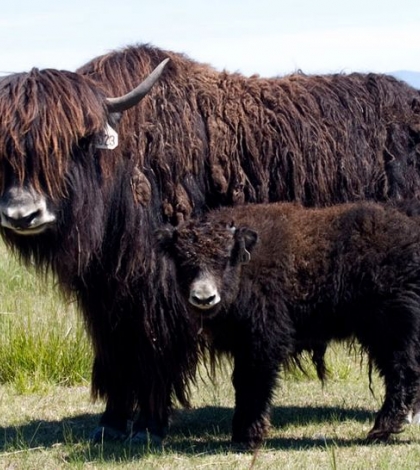 Jak, a veszélyeztetett állatok egyike | delina.hu