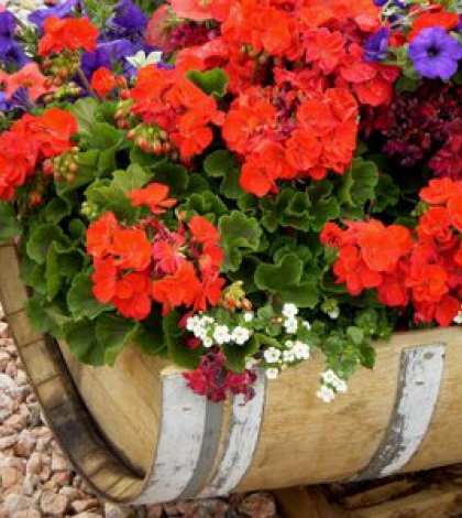 A muskátli fajtái és gondozása | delina.hu